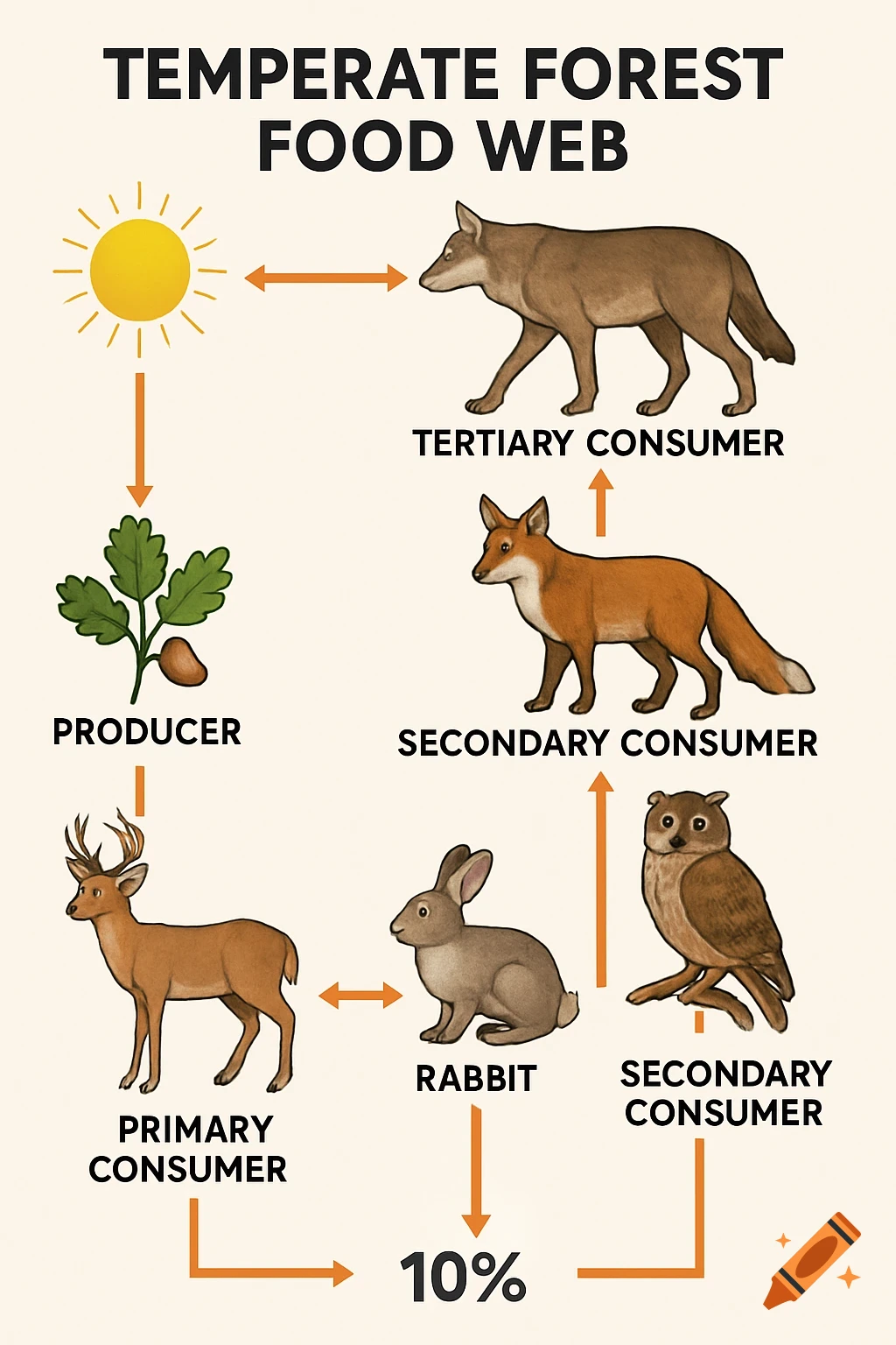 Illustration of a temperate forest food web diagram with sun, plants ...