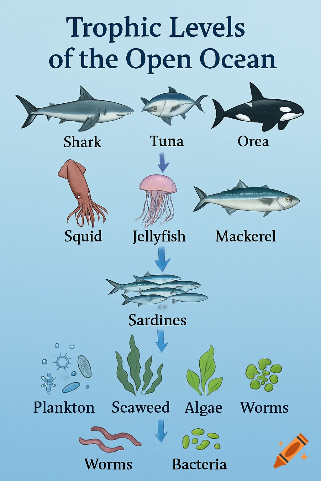 Diagram illustrating the trophic levels of the open ocean with labeled ...