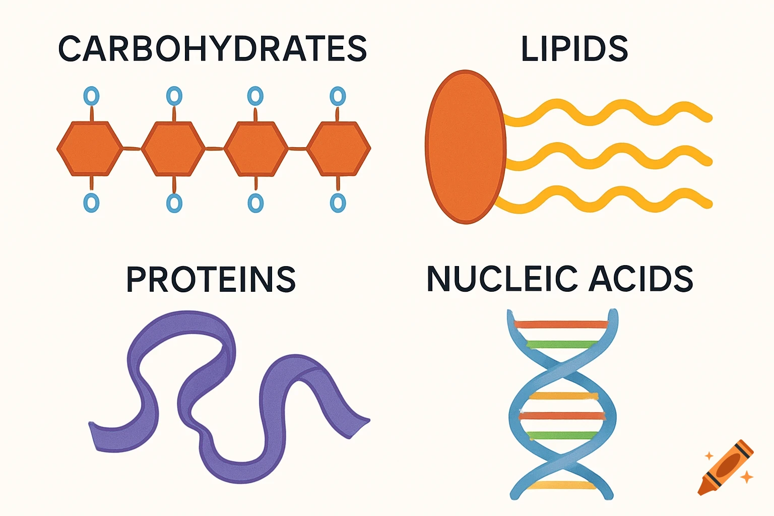 Diagrams illustrating and labeling carbohydrates, lipids, proteins, and ...