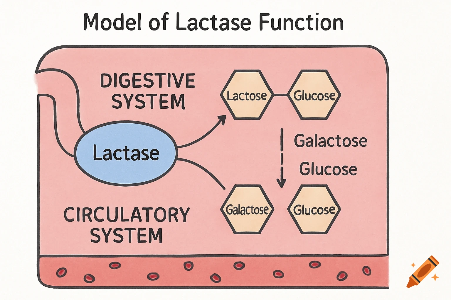 Diagram showing lactase enzyme breaking down lactose into glucose and ...