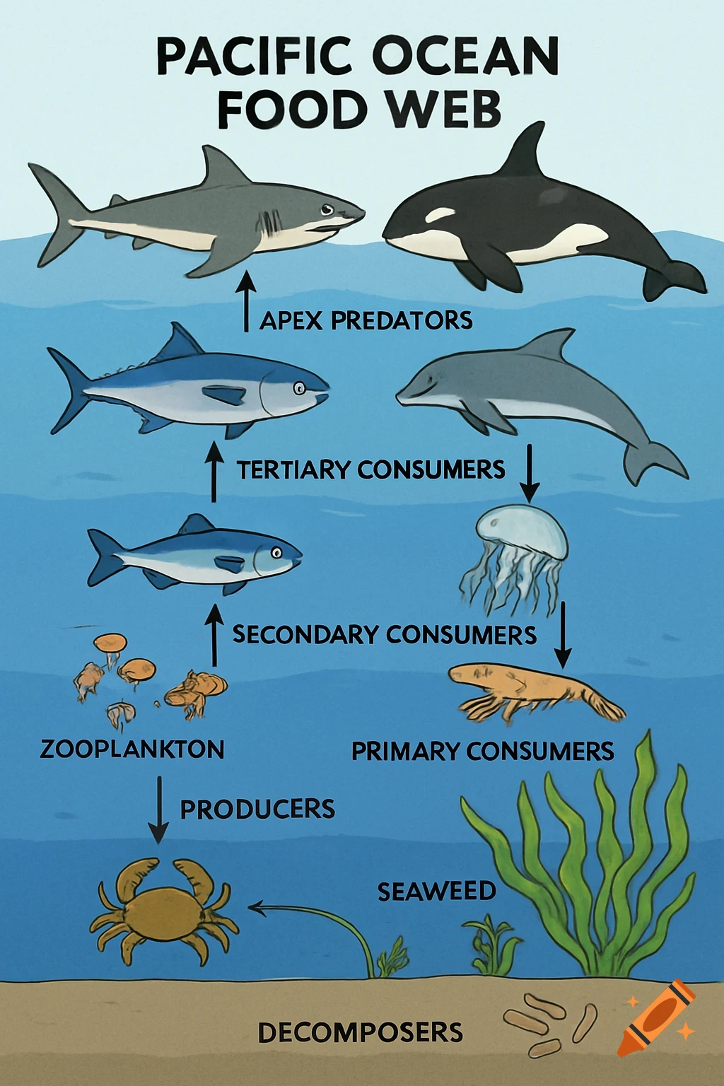 Educational diagram of a Pacific Ocean food web with marine animals and ...
