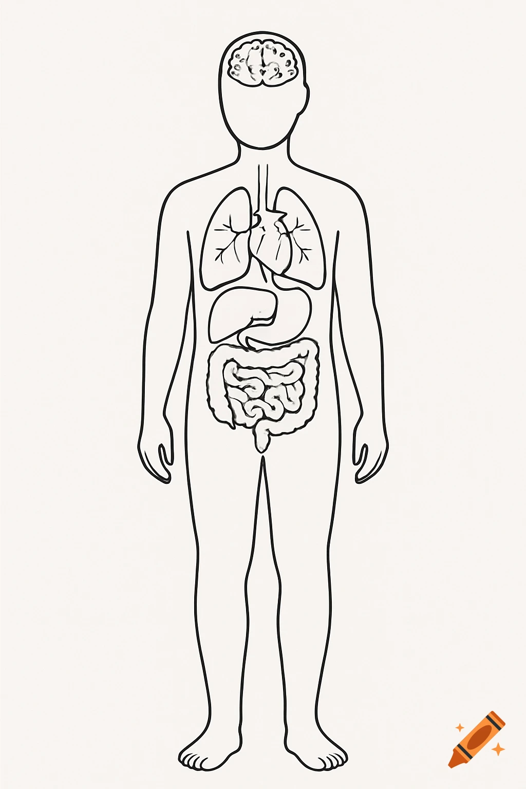 Line drawing of a human figure showing internal organs like the brain ...