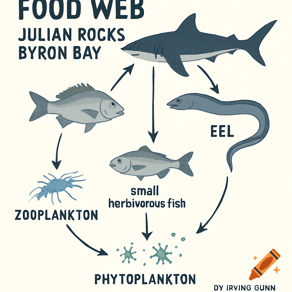 An illustrated food web diagram for Julian Rocks, Byron Bay, showing ...