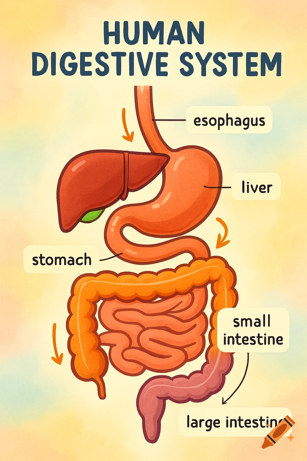 Colorful, labeled illustration of the human digestive system, showing ...